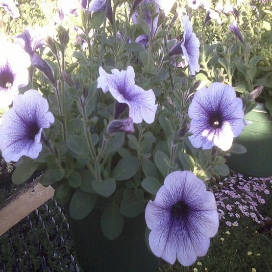 Sanguna trailing petunia blue vein 5 plug plants. £7.99 - Trailing ...