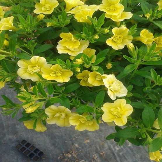 Calibrachoa aloha double yellow 5 plug plants. £7.99 - Trailing ...